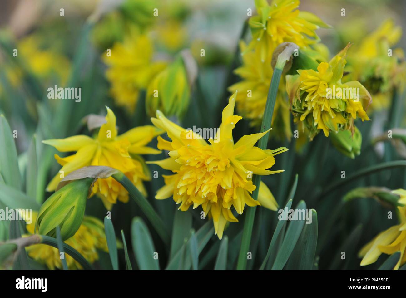 Yellow Double daffodils (Narcissus) Rip Van Winkle bloom in a garden in April Stock Photo - Alamy