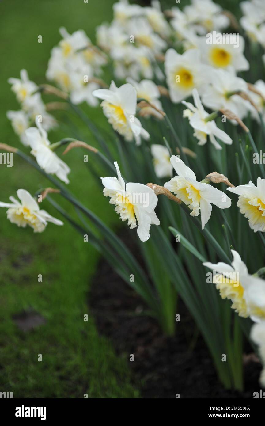 White and yellow Large-Cupped daffodils (Narcissus) Slim Whitman bloom ...