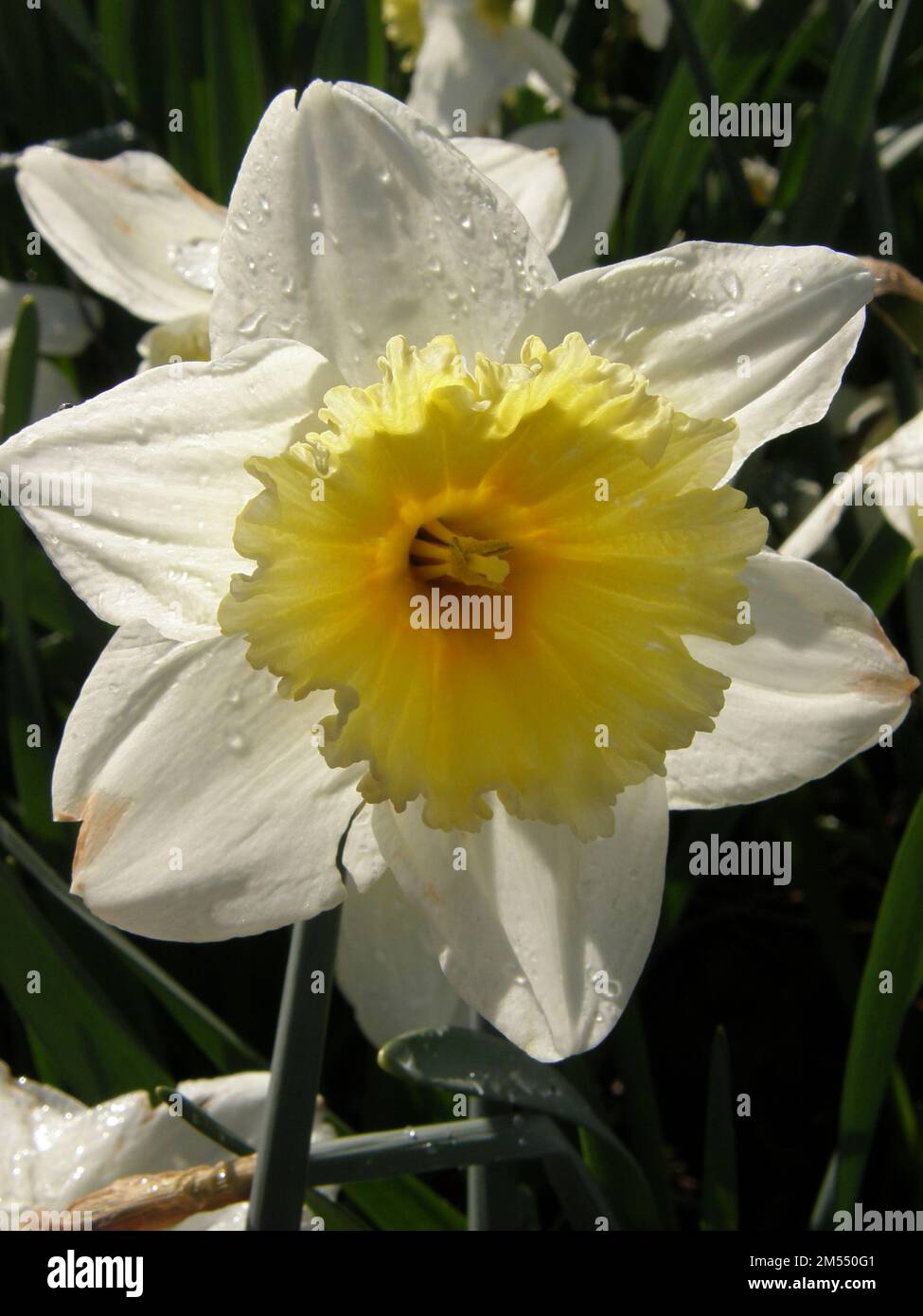White and yellow Large-Cupped daffodils (Narcissus) Slim Whitman bloom ...