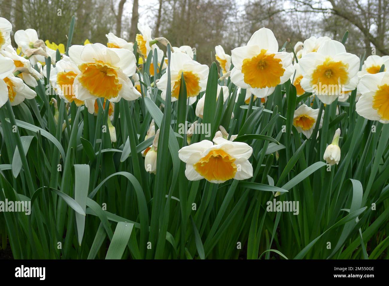 White and yellow Large-Cupped daffodils (Narcissus) Soestdijk bloom in ...