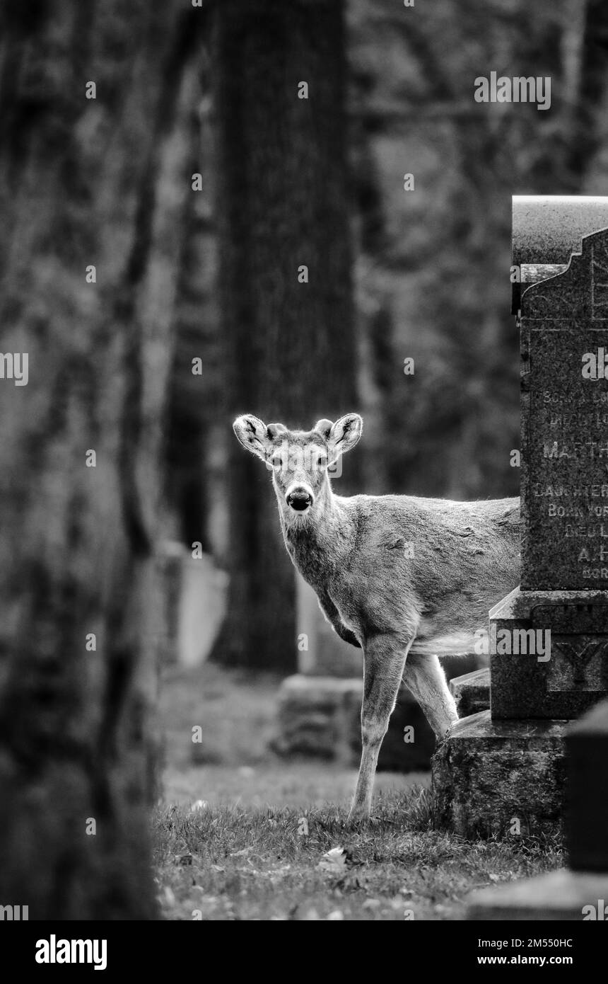 A grayscale shot of adorable White-tailed deer looking at the camera ...