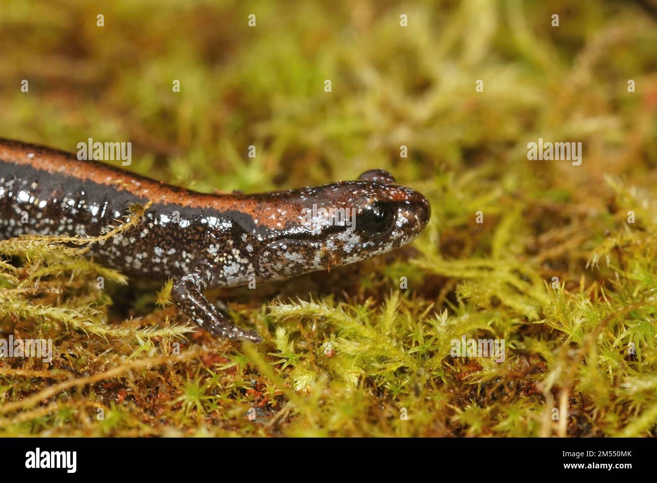 Natural closeup on a juvenile of the endangered Del Norte Salamander ...