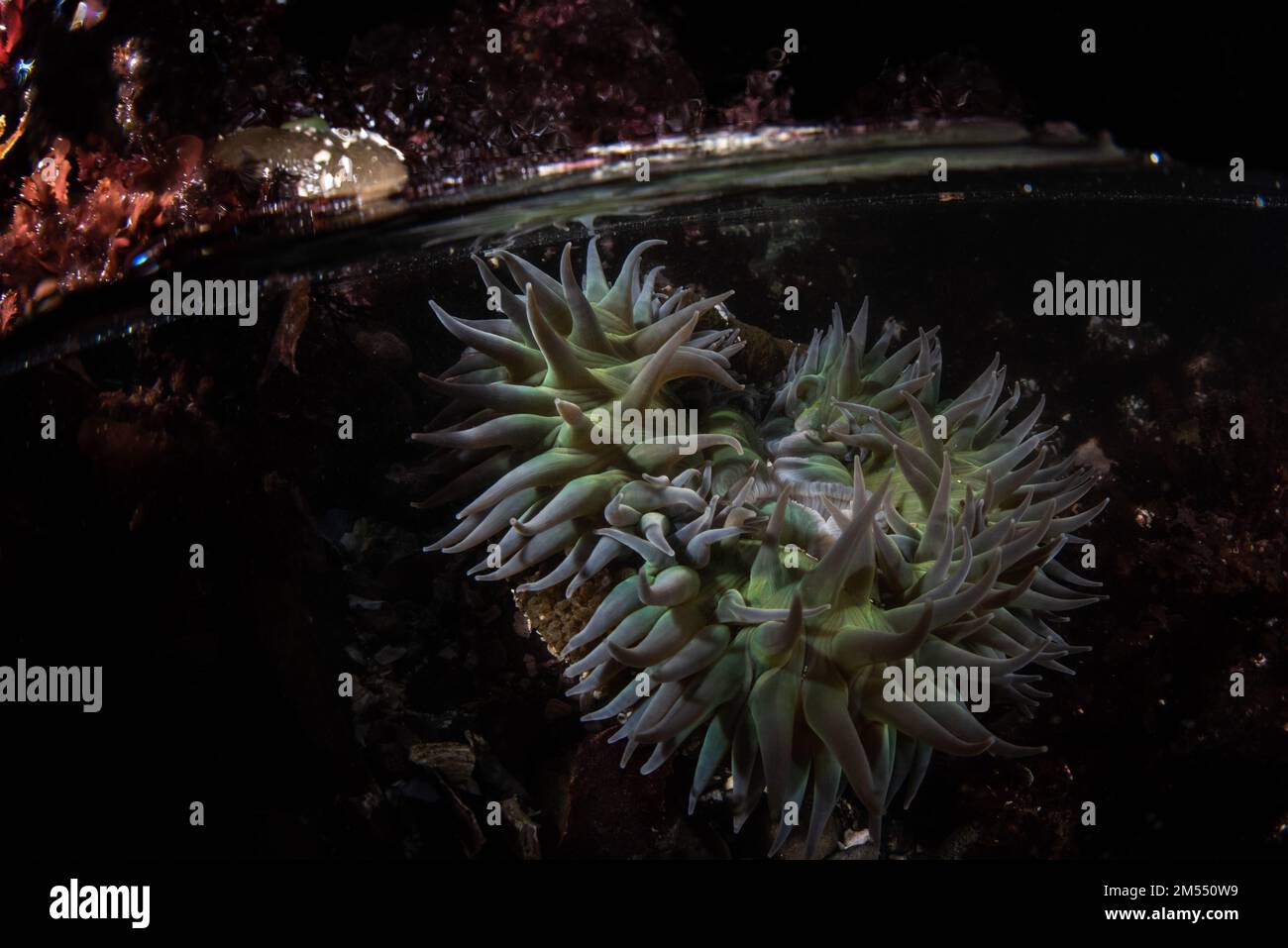 Close up images of Anthopleura xanthogrammica, the giant green anemone ...