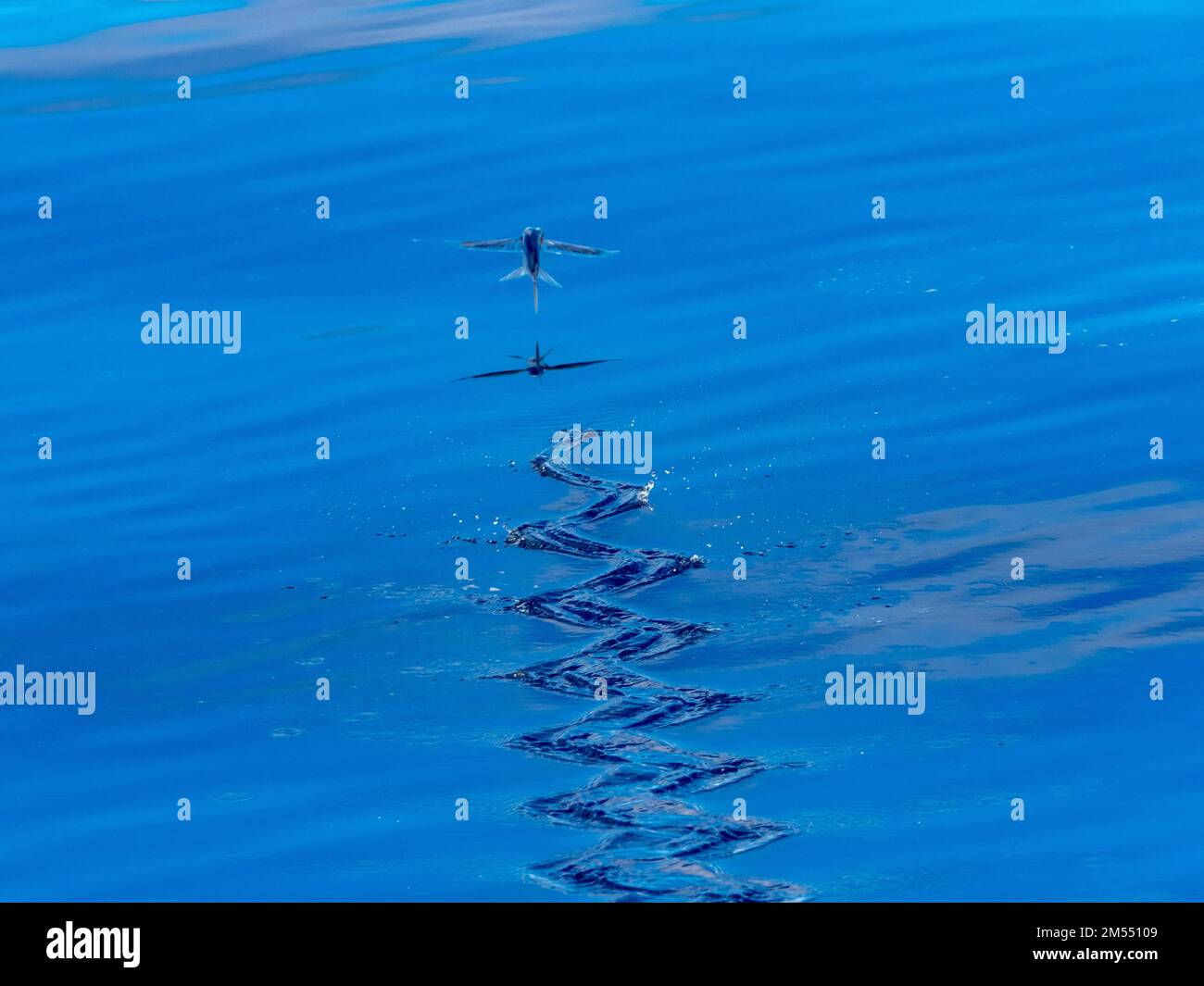 Flying fish gliding on glassy sea in the Coral Sea Papua New Guinea ...