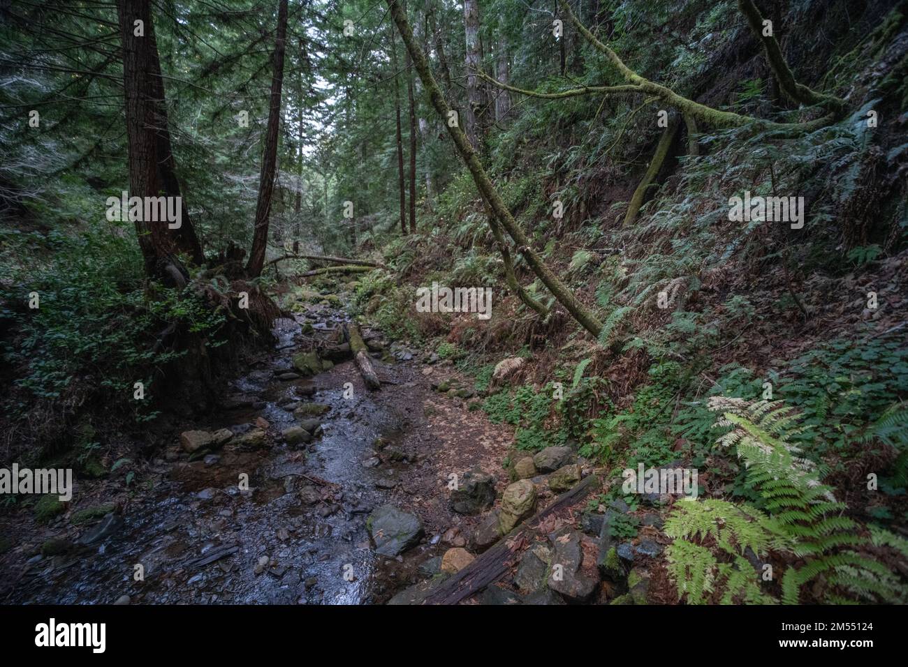 A stream in Purisima creek redwoods preserve in San Mateo county ...