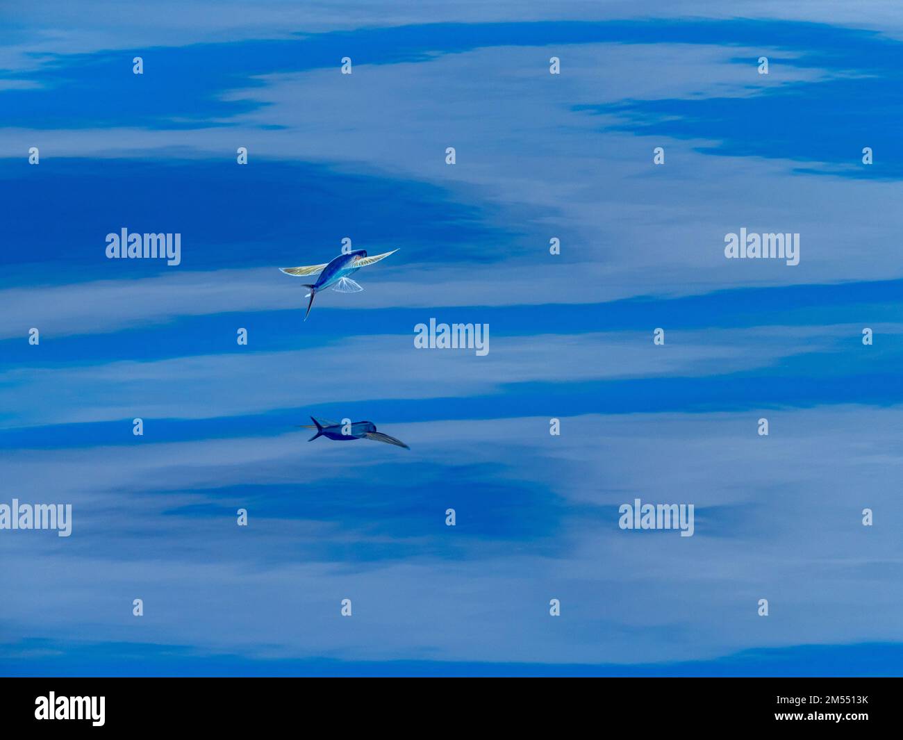 Flying fish gliding on glassy sea in the Coral Sea Papua New Guinea ...