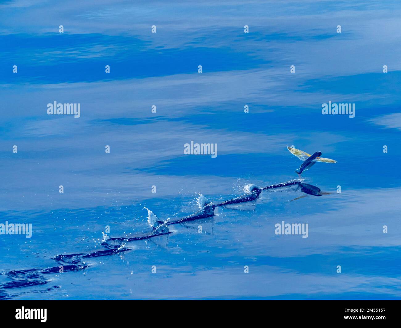 Flying fish gliding on glassy sea in the Coral Sea Papua New Guinea ...