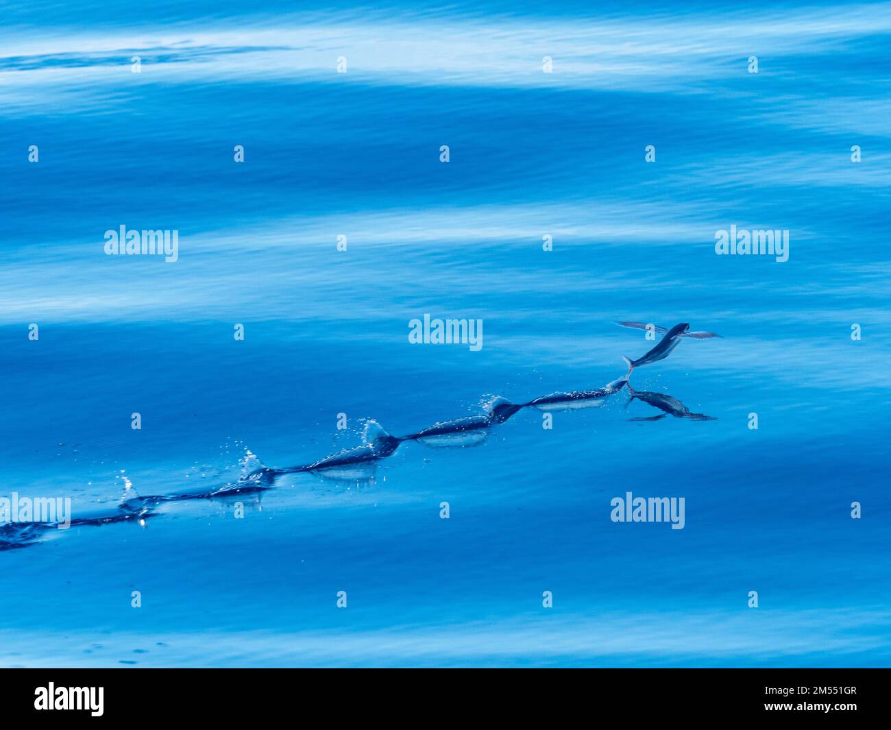 Flying fish gliding on glassy sea in the Coral Sea Papua New Guinea ...