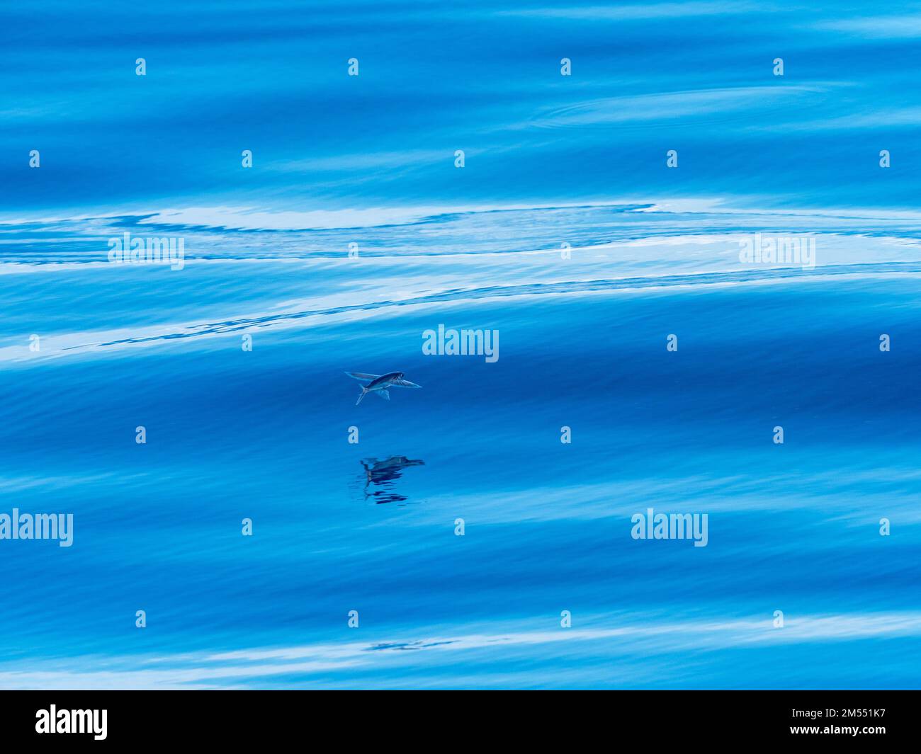 Flying fish gliding on glassy sea in the Coral Sea Papua New Guinea ...