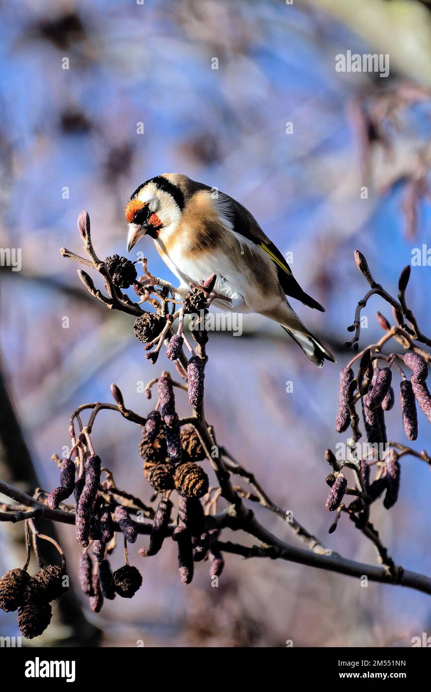 Reed catkins hi-res stock photography and images - Alamy