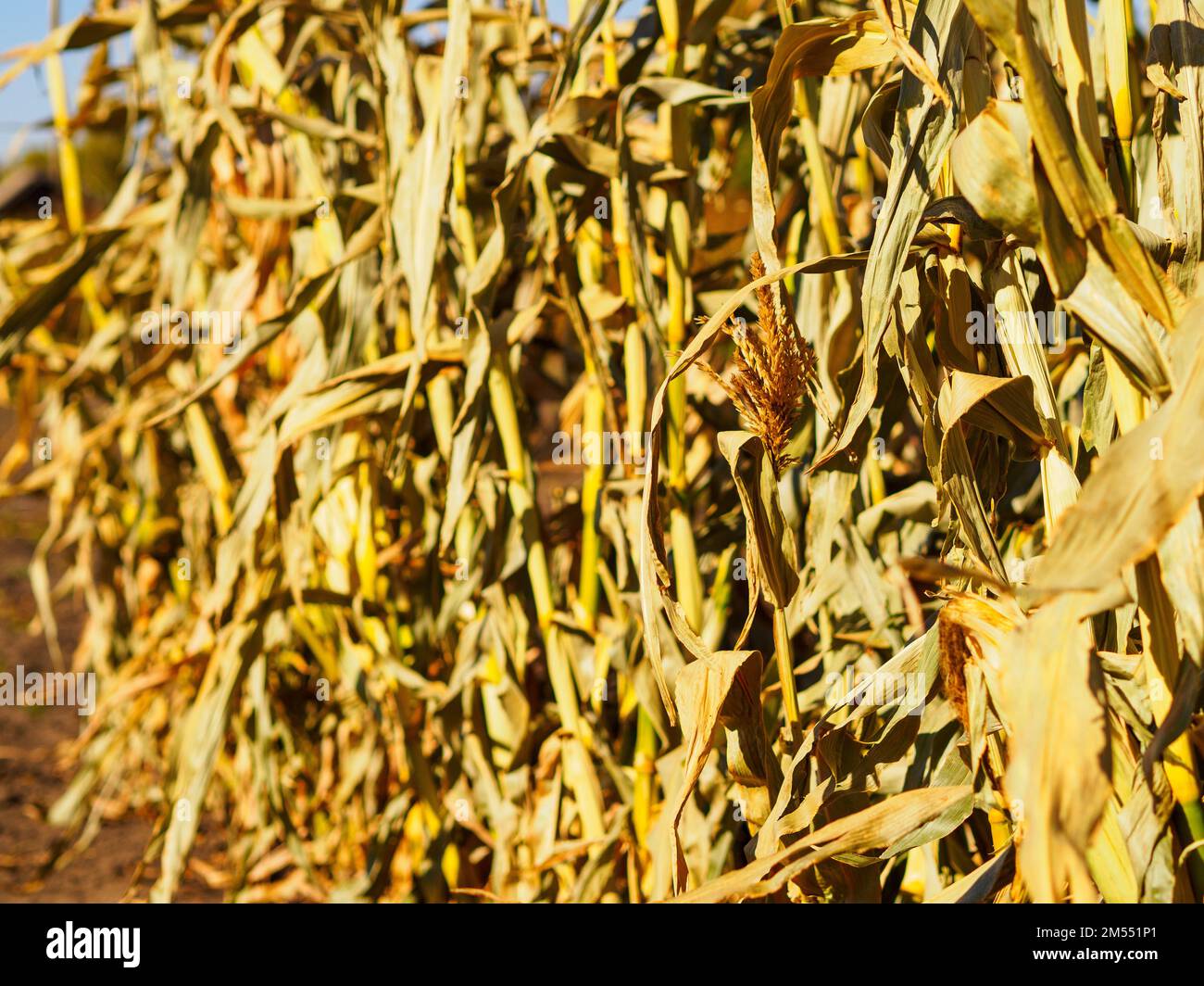Dry corn stalks on clear summer day. Agricultural plant. Farmer's ...