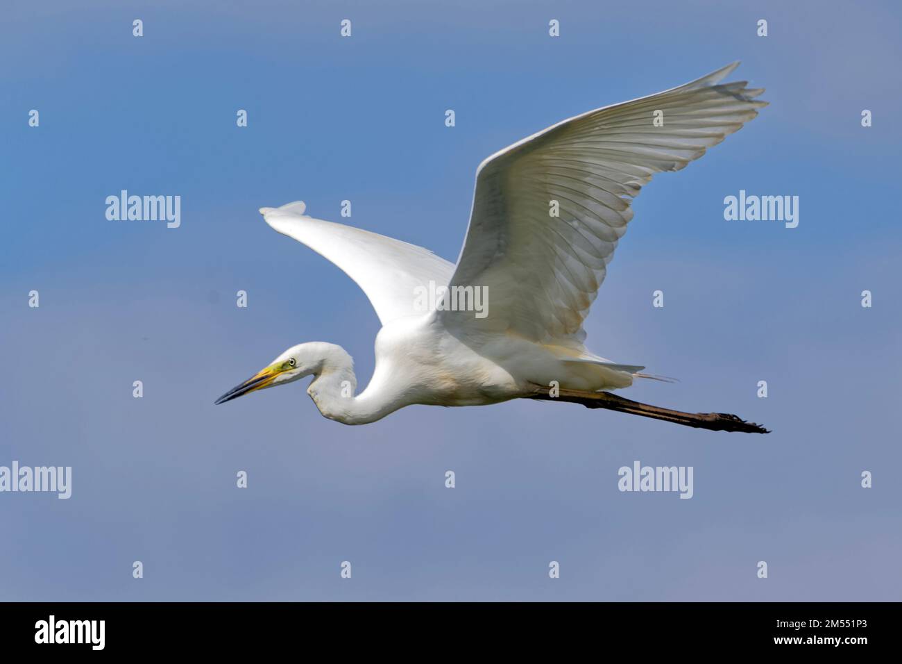 Great White Egret flying over Titchwell Marsh Stock Photo - Alamy
