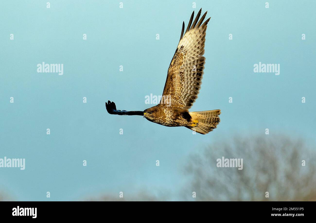 Common buzzard Flight over Titchwell Marsh Stock Photo - Alamy