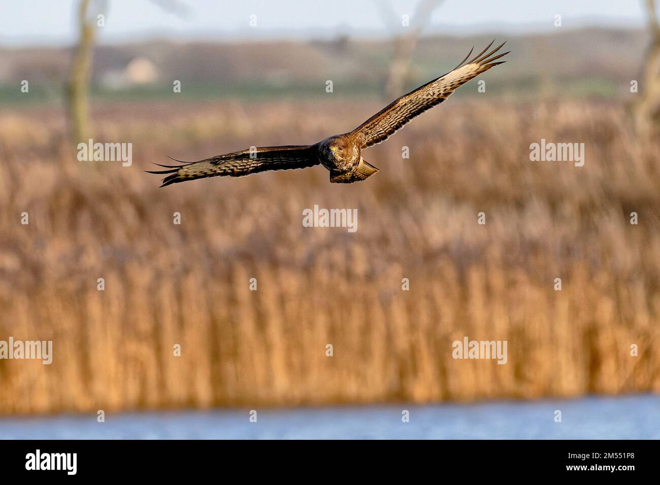 Buzzard in Flight over Titchwell Marsh Stock Photo - Alamy