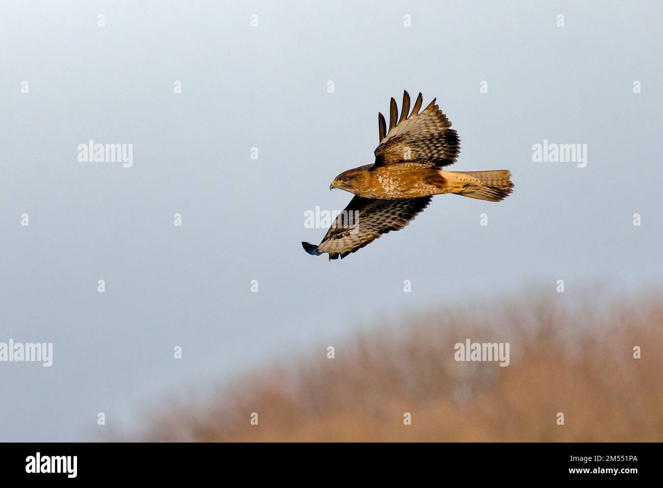 Common Buzzard in Flight over Titchwell Marsh Stock Photo - Alamy