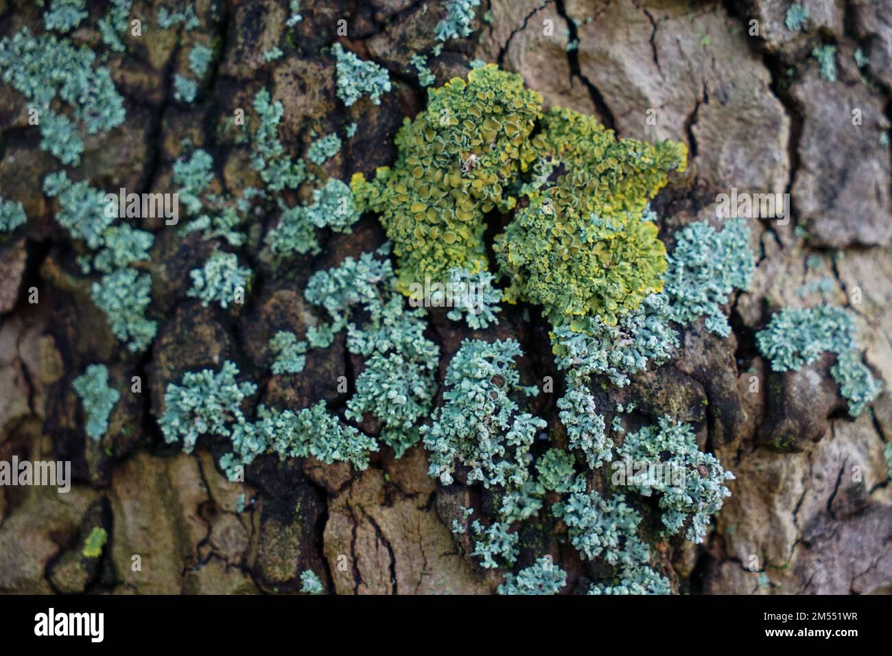 Colors green and blue lichens in a tree in Netherlands Stock Photo - Alamy