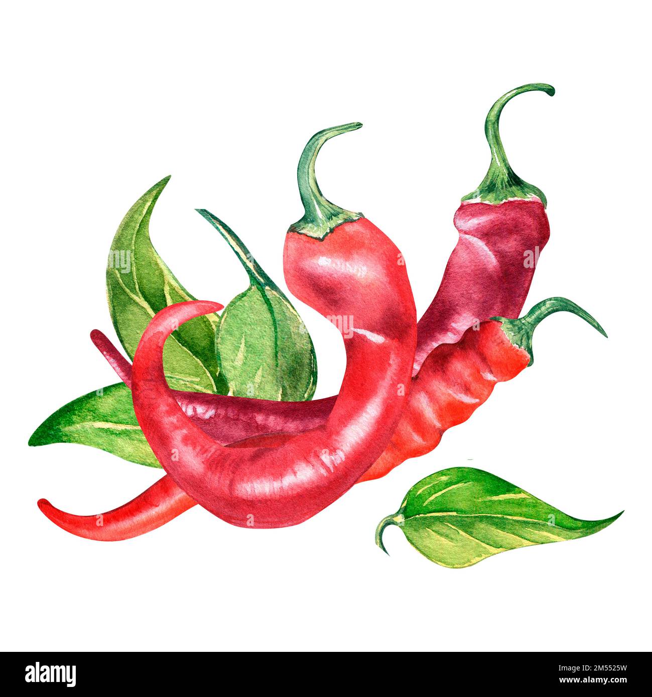 Red chili hot peppers and green leaves watercolor illustration isolated ...