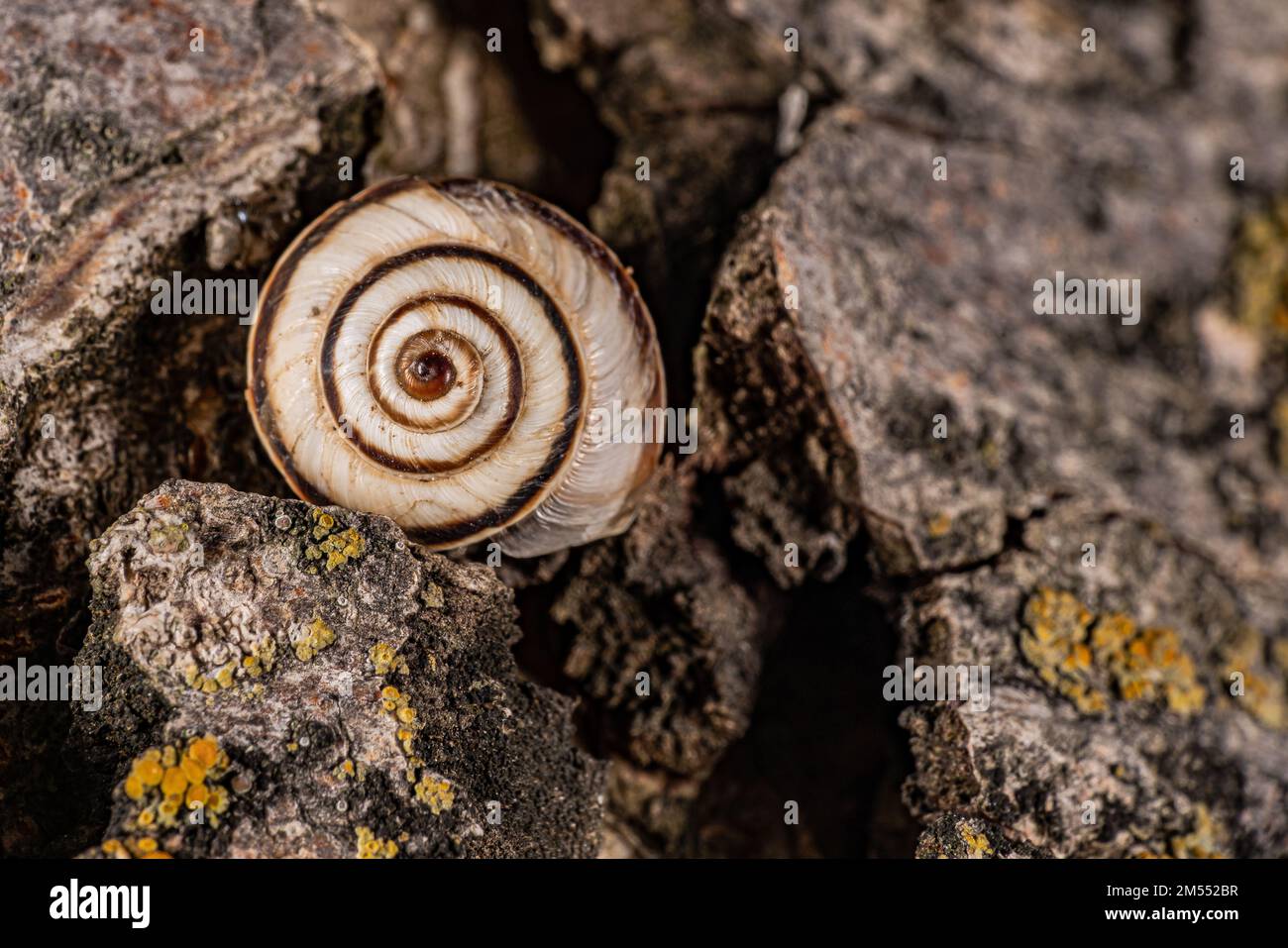 A closeup shot of a spiral of a snail on the rocks in a forest in ...