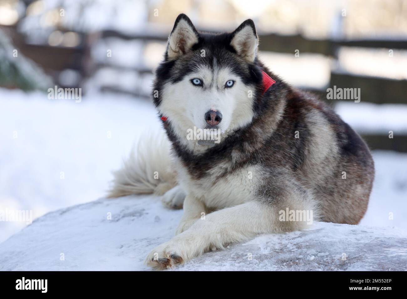 Siberian Husky in the forest landscape in the background. Lovely dogs ...