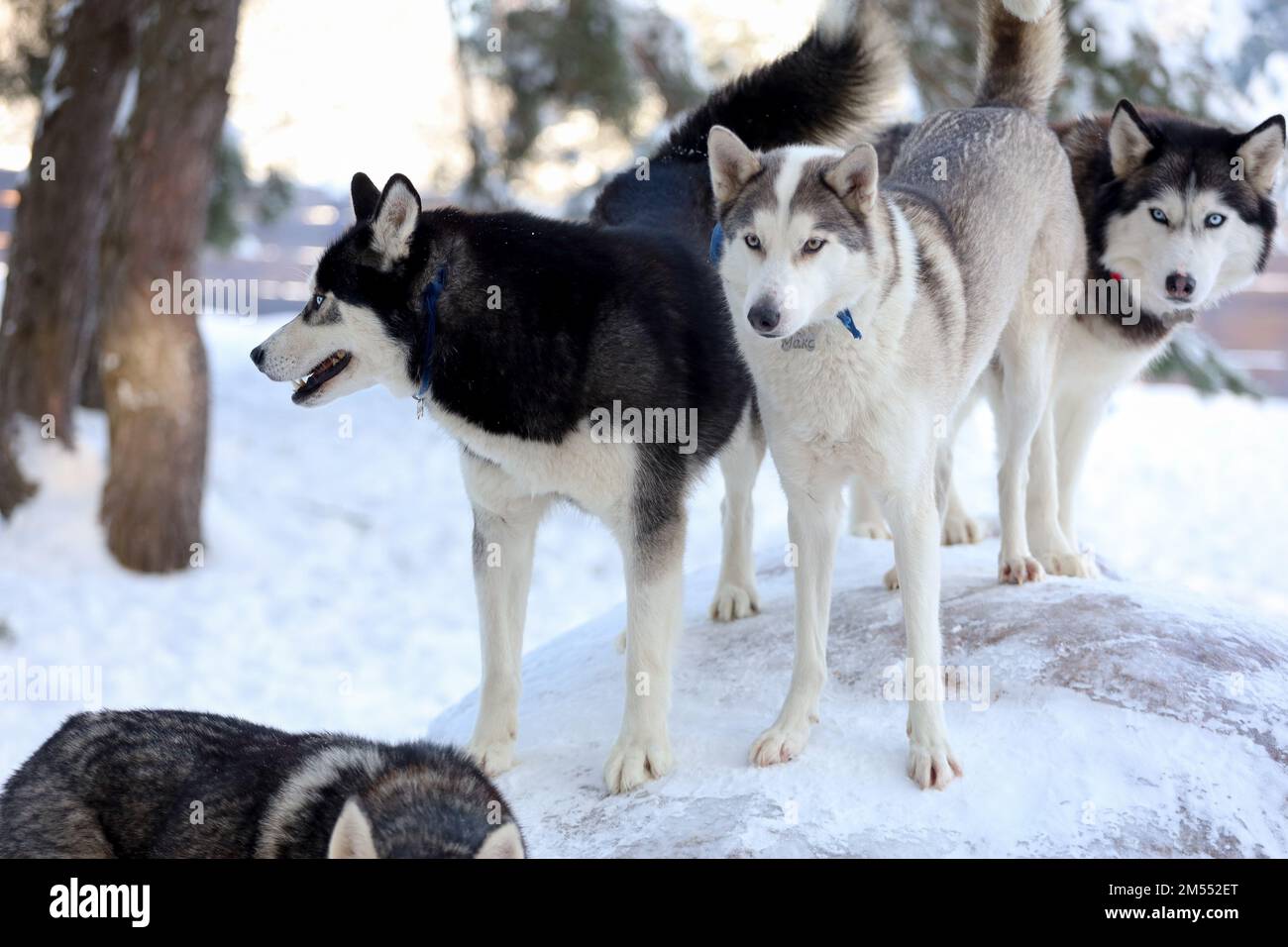 Siberian Husky in the forest landscape in the background. Lovely dogs ...