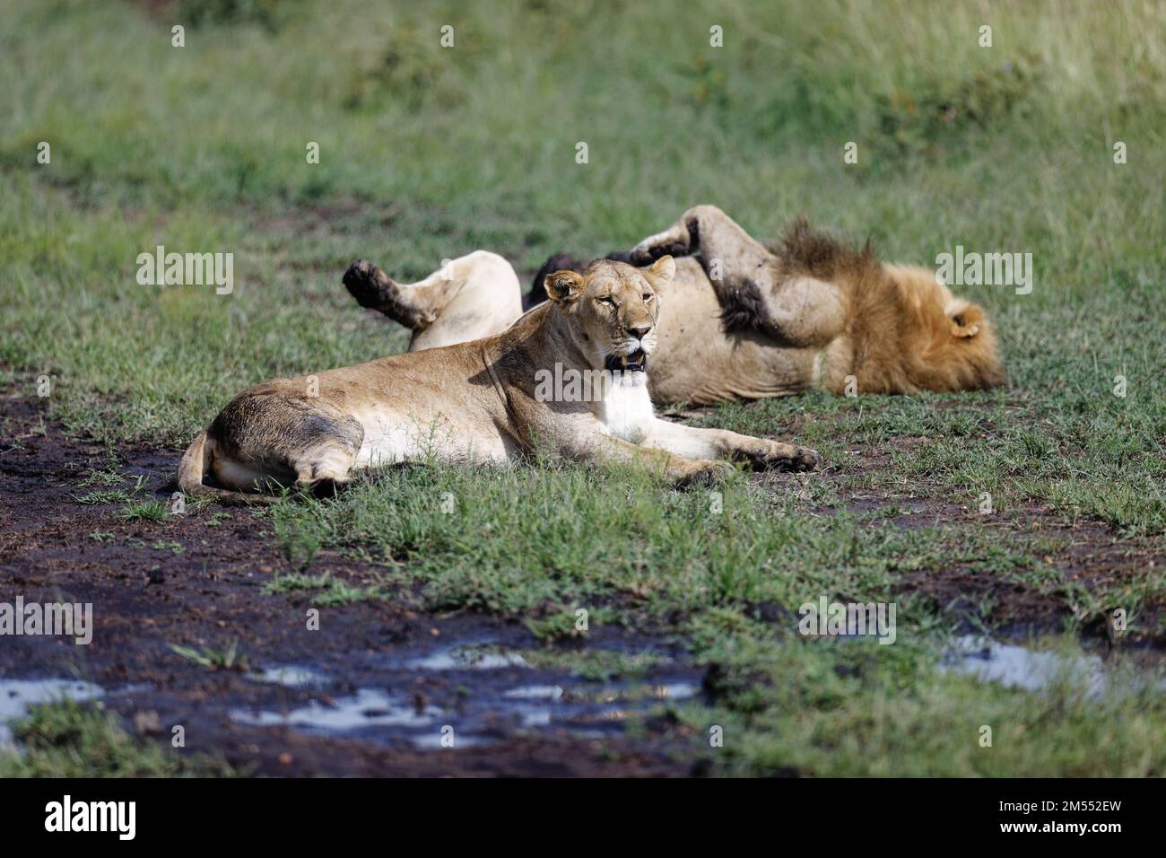 A lioness resting in the grass while a male lion is sleeping on its ...