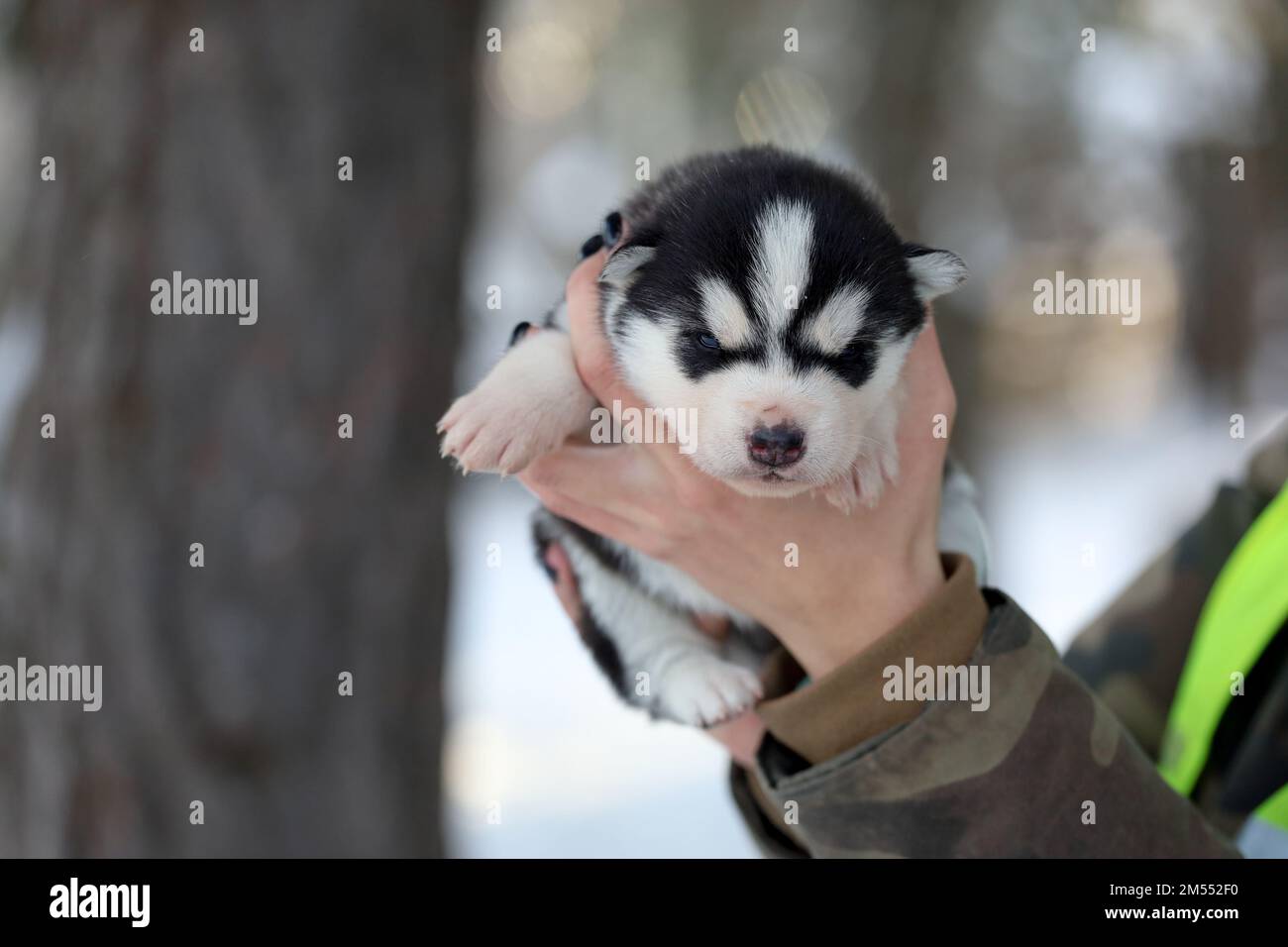 Siberian Husky in the forest landscape in the background. Lovely dogs ...