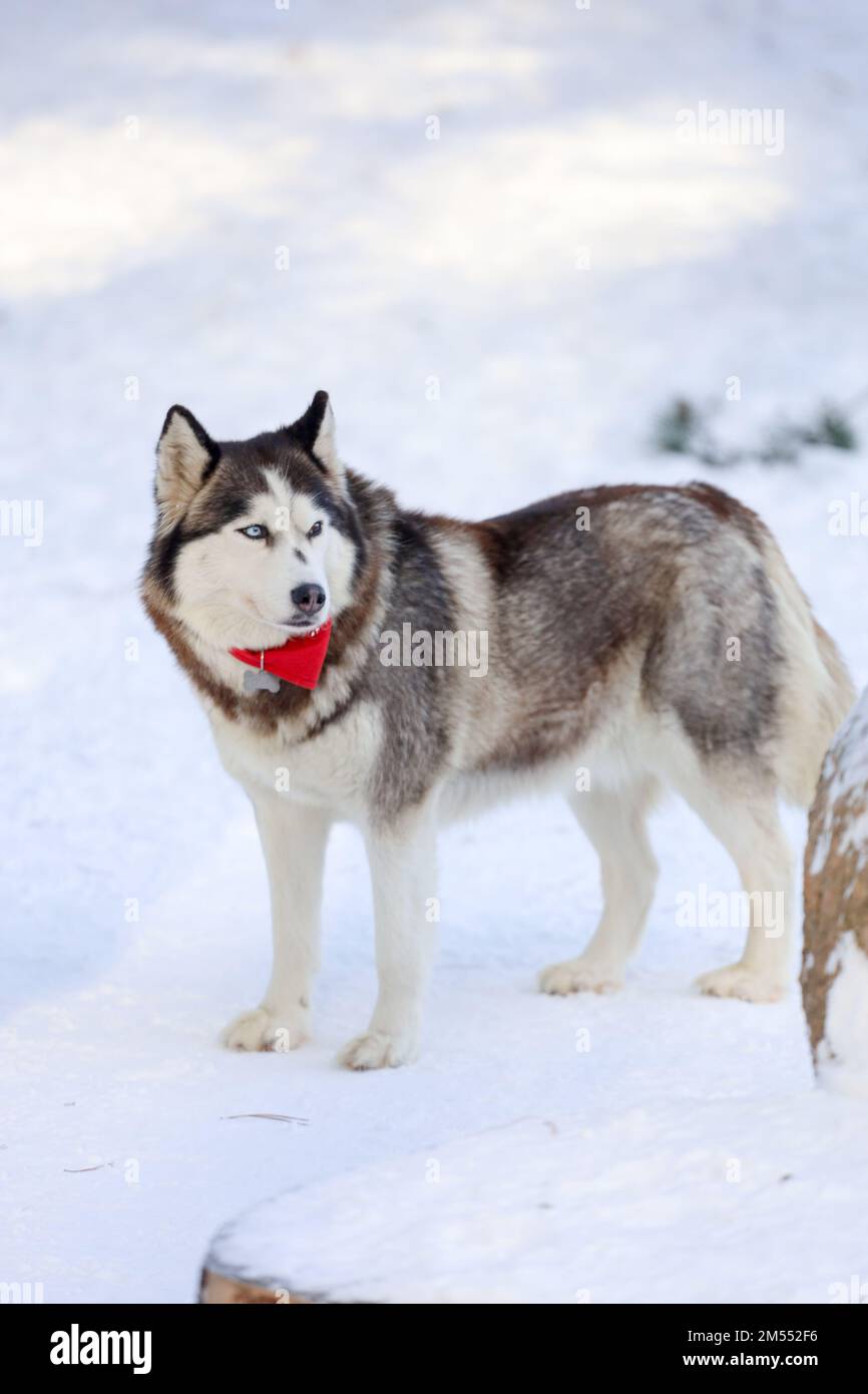 Siberian Husky in the forest landscape in the background. Lovely dogs ...