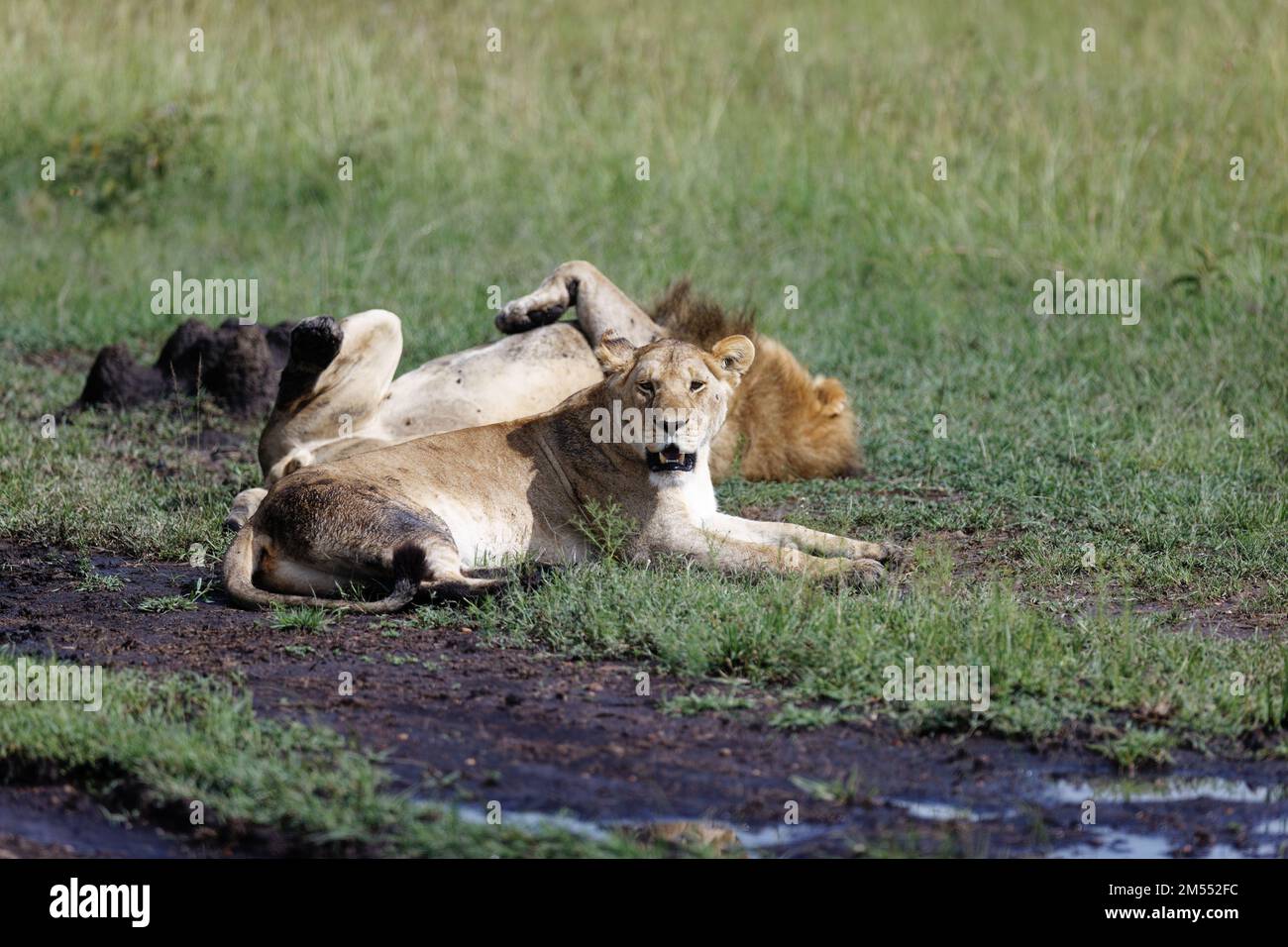 A lioness resting in the grass while a male lion is sleeping on its ...