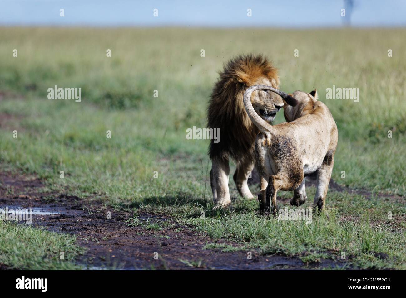 A lioness flirting with a male lion in the Masai Mara in Kenya Stock ...
