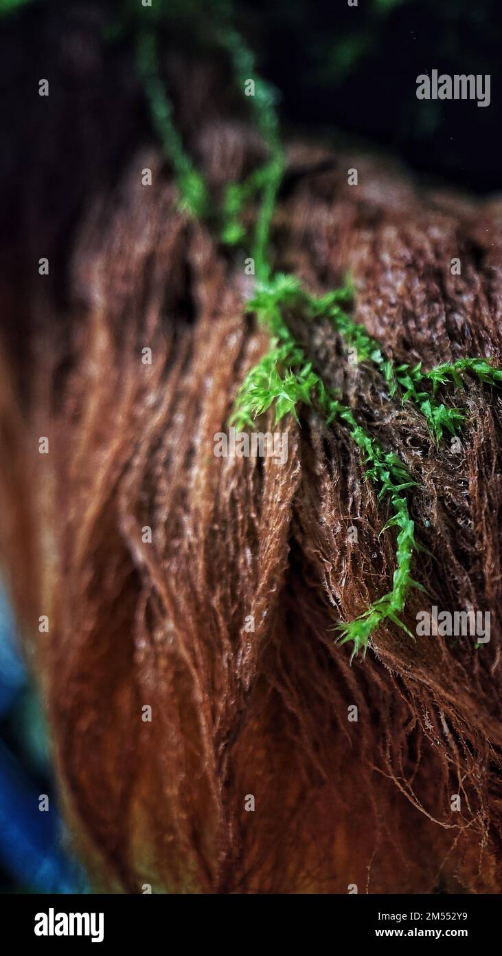 A vertical closeup of spongy air-roots of fern in the amazon rainofrest ...
