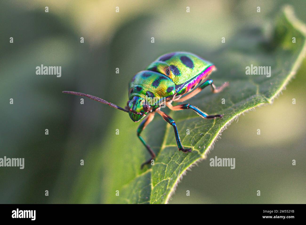 A closeup of a Lychee Shield-backed Jewel Bug on a green leaf Stock ...