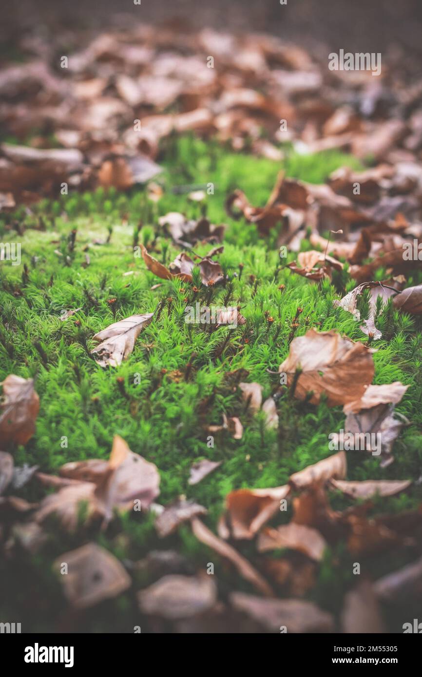 Close up moss hi-res stock photography and images - Alamy