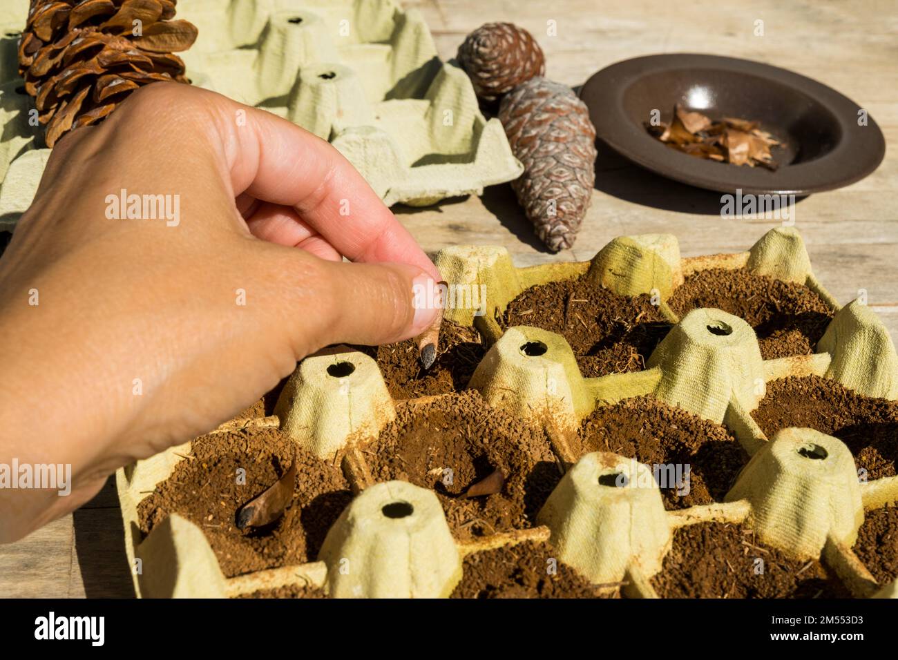 Planting the cone seeds, growing tree species at thehome garden ...