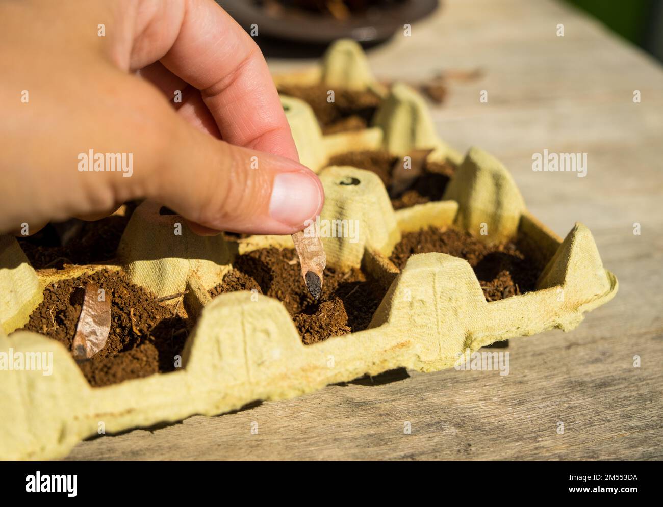 Planting the cone seeds, growing tree species at thehome garden ...