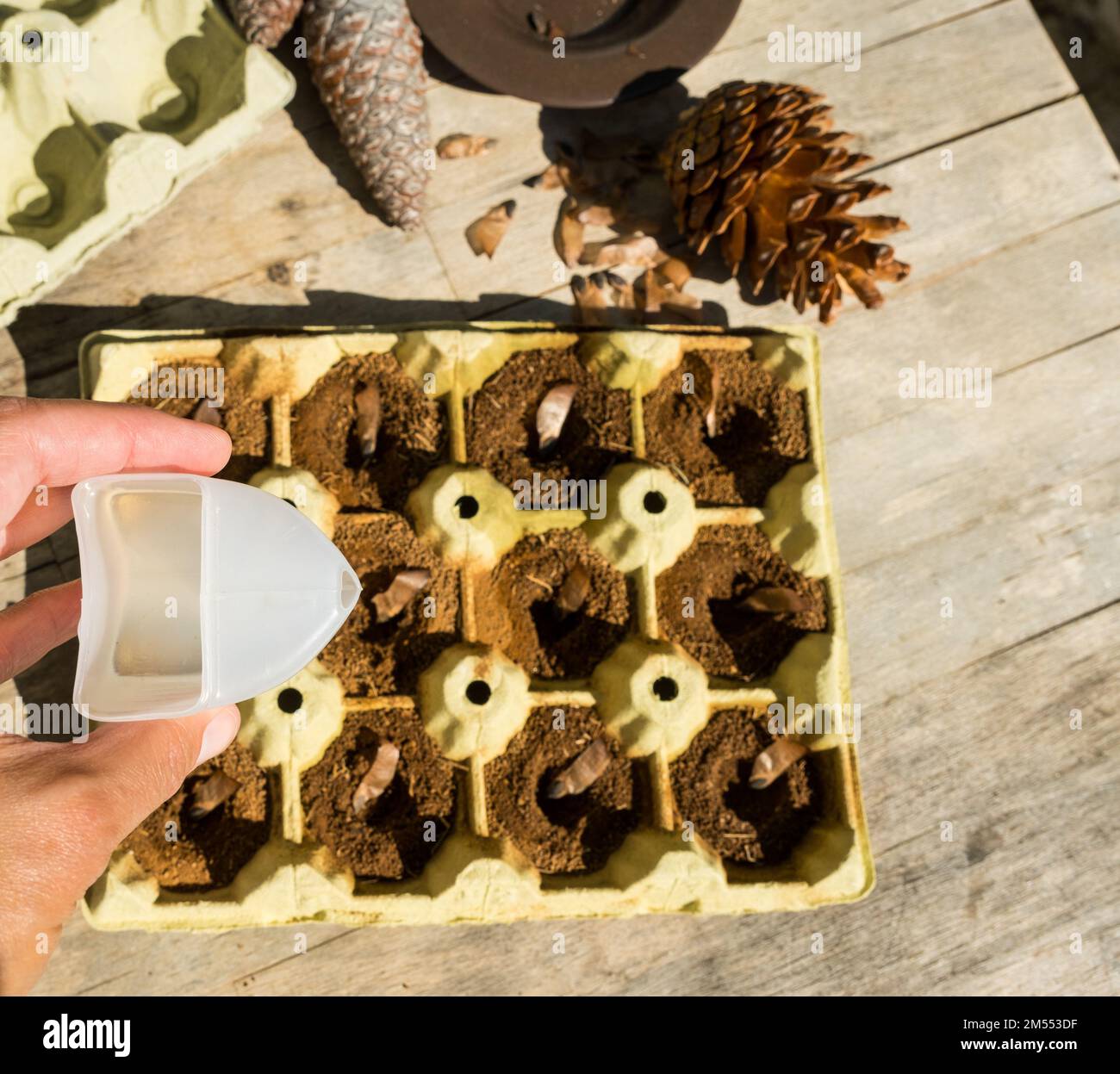 Planting the cone seeds, growing tree species at thehome garden ...