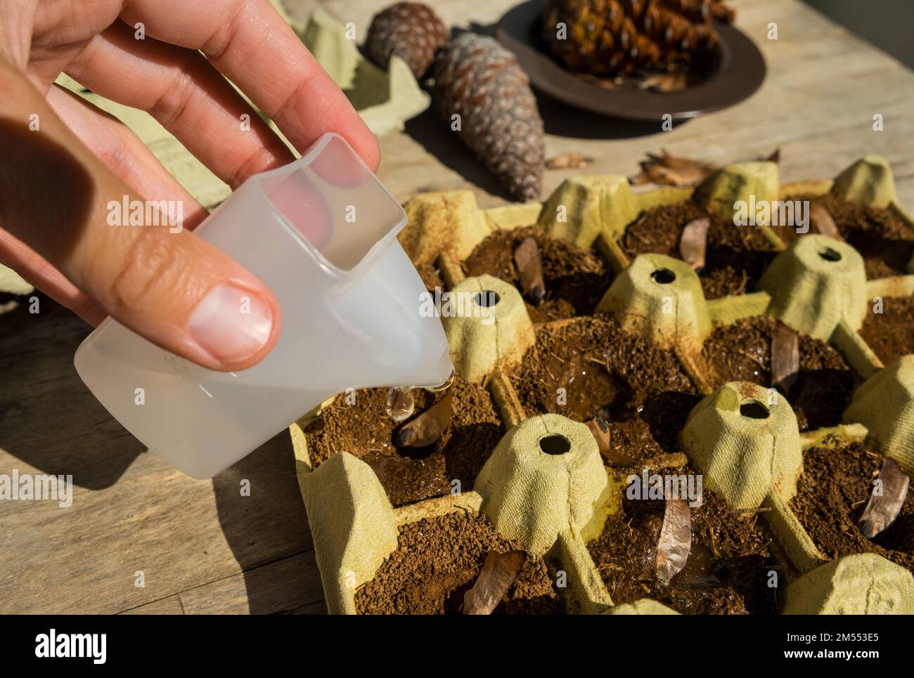 Planting the cone seeds, growing tree species at thehome garden ...