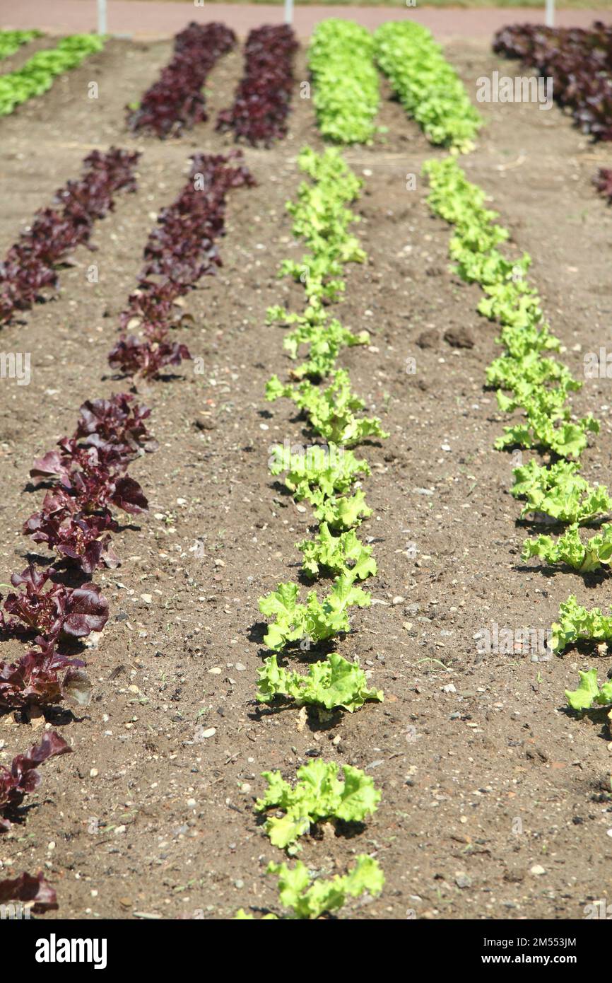 Lollo Rosso (red) and Lollo Bionda (light green) planted in rows Stock ...