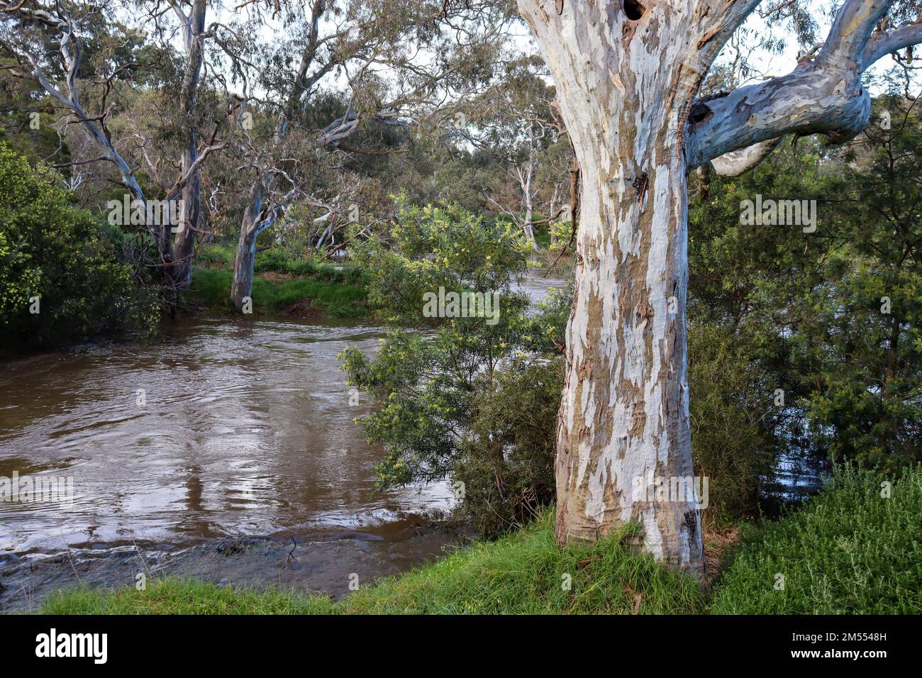 The eucalyptus trees on the bank of Werribee River. Australia Stock Photo - Alamy