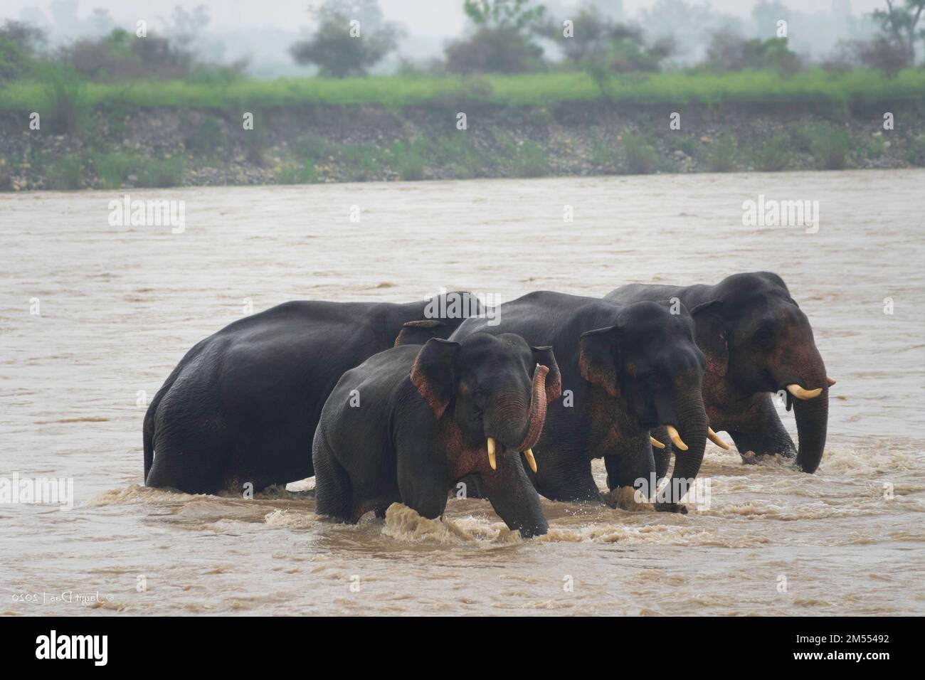 A group of adorable Indian elephants walking in the river Stock Photo ...