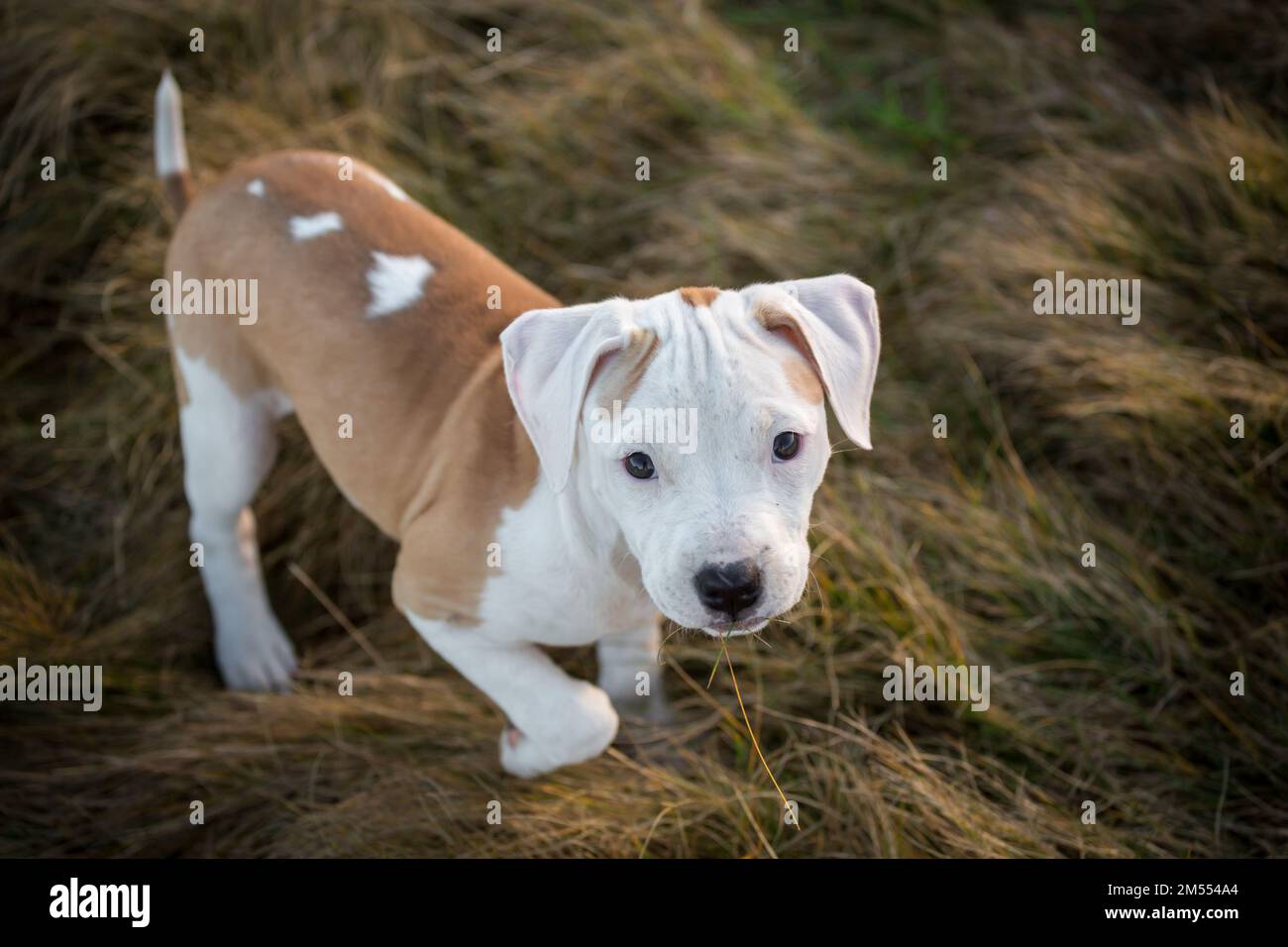 American Pit Bull Terrier puppy Stock Photo - Alamy