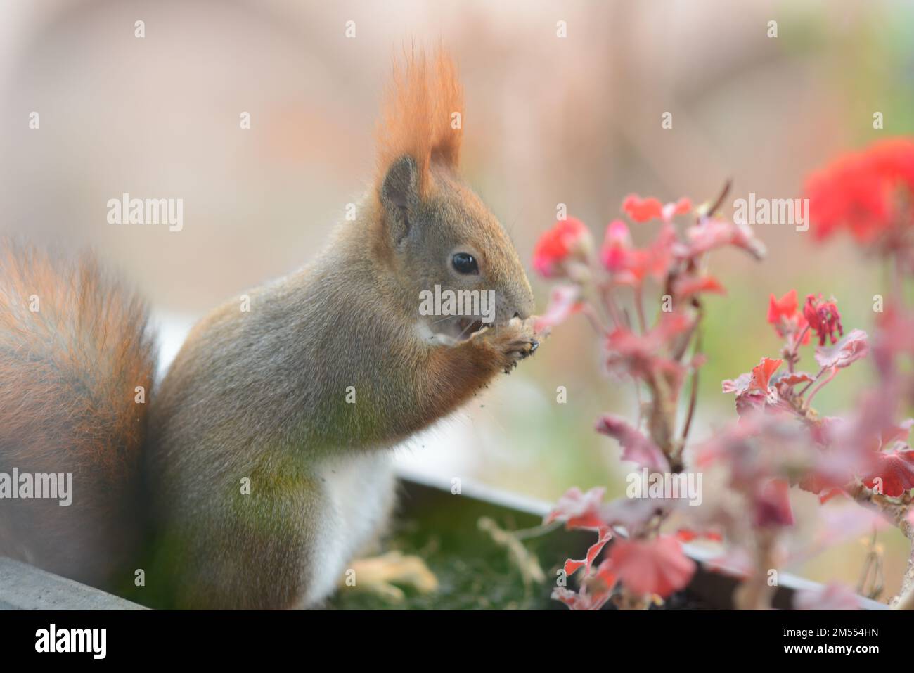 Squirrel in a flower pot hi-res stock photography and images - Alamy