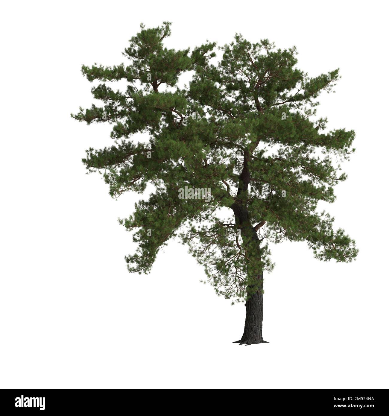 3d illustration of pinus sylvestris tree isolated on white background ...
