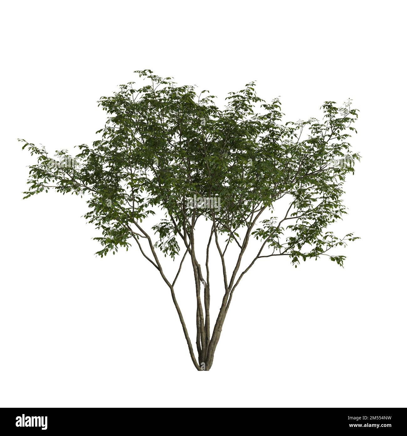 3d illustration of amelanchier tree isolated on white background Stock ...