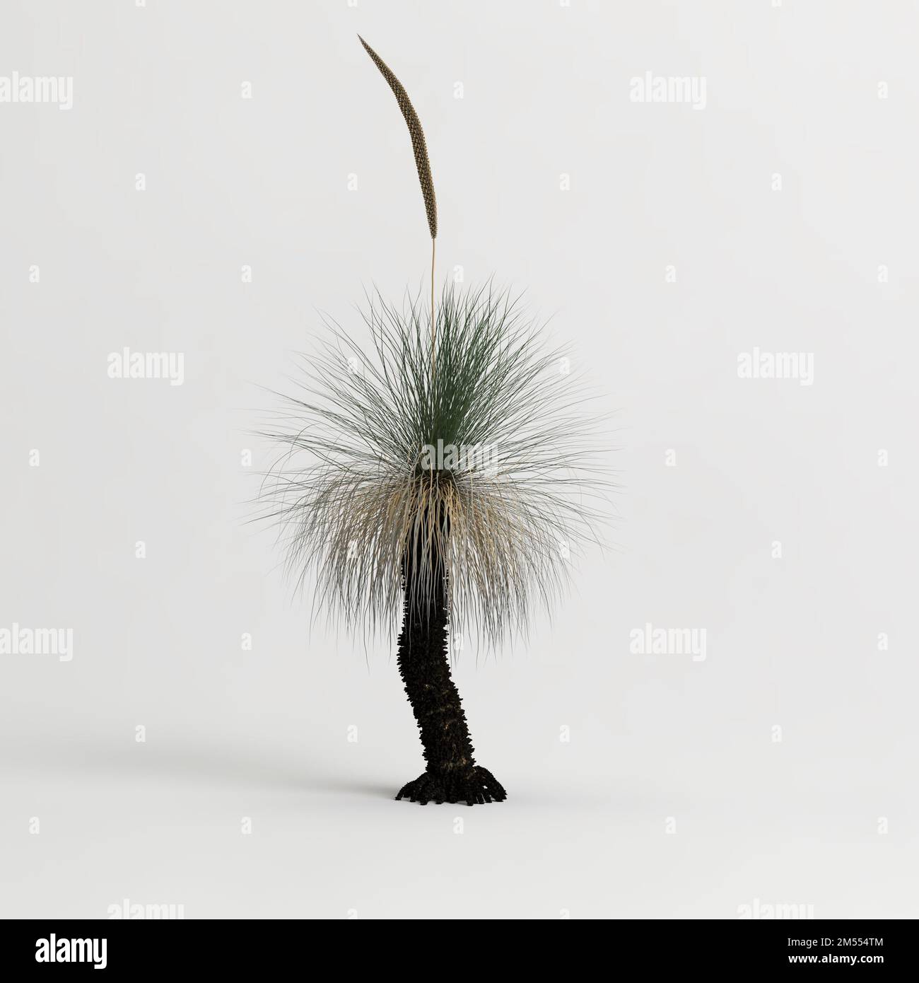 Xanthorrhoea australis grass tree black boy hi-res stock photography ...