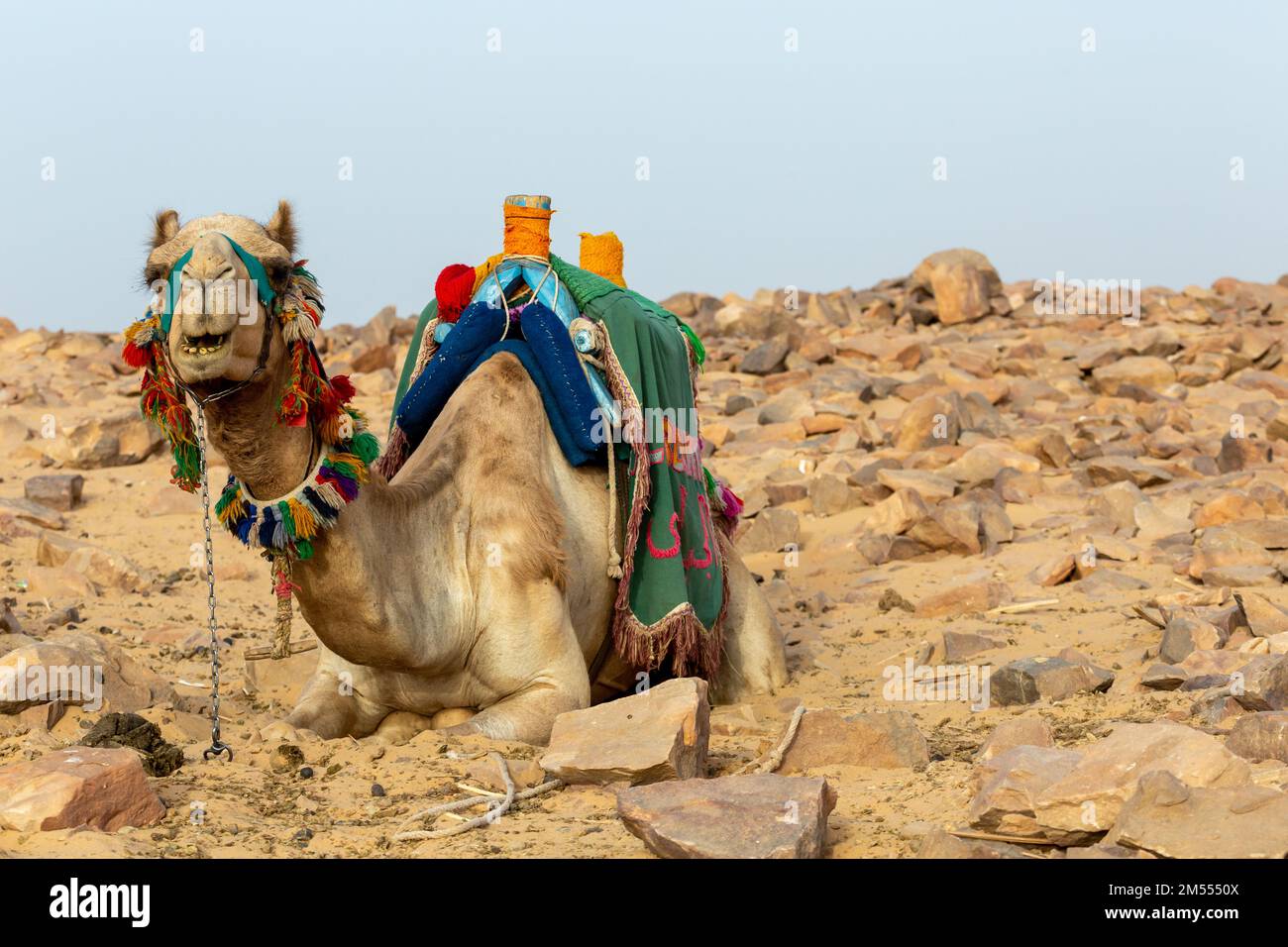 Camels for Tourist in Aswan Desert Landscape. Aswan, Egypt Stock Photo ...