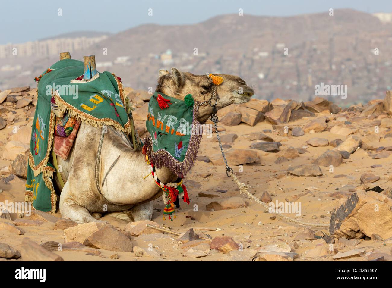 Camels for Tourist in Aswan Desert Landscape. Aswan, Egypt Stock Photo - Alamy
