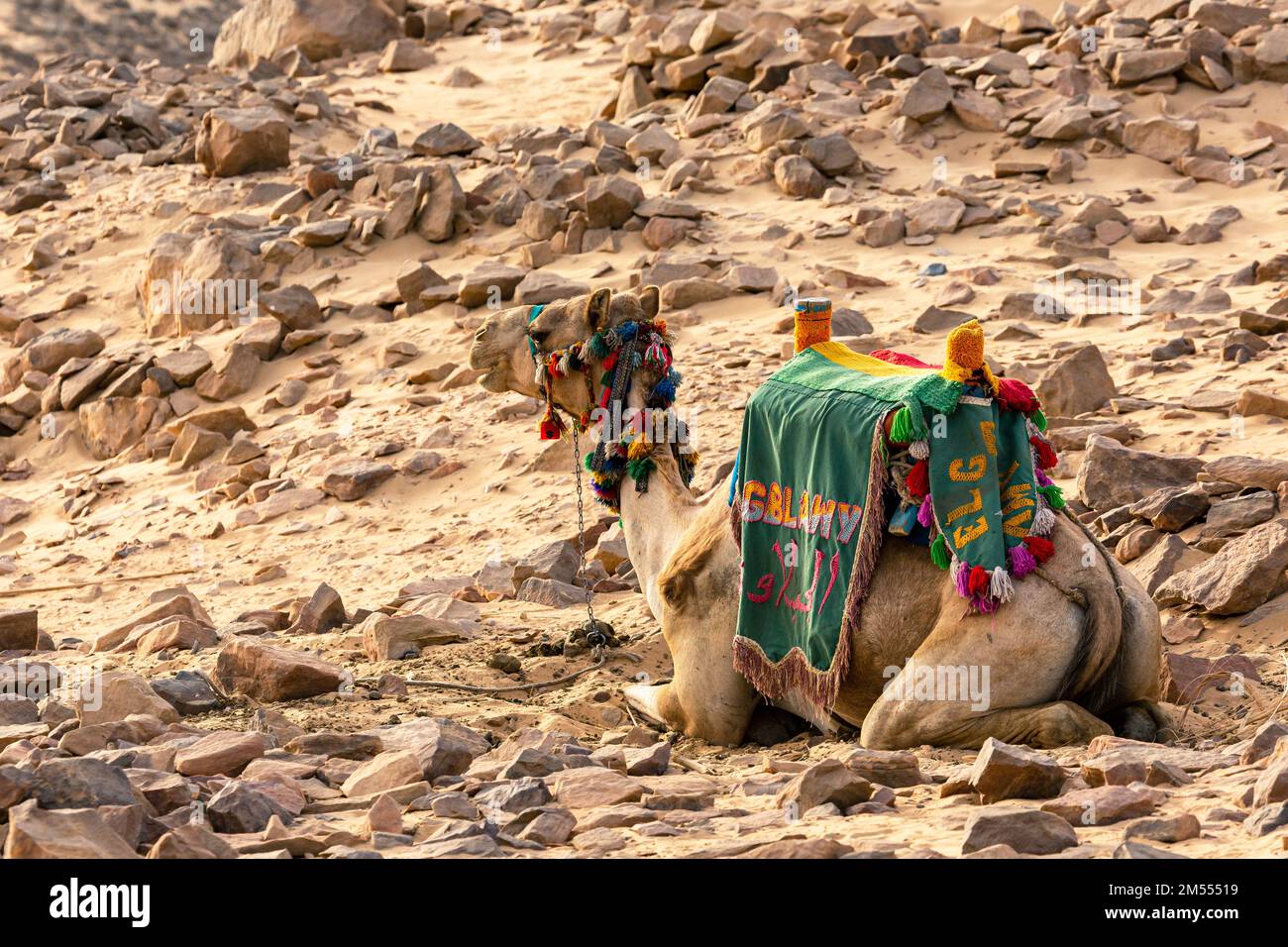 Camels for Tourist in Aswan Desert Landscape. Aswan, Egypt Stock Photo - Alamy
