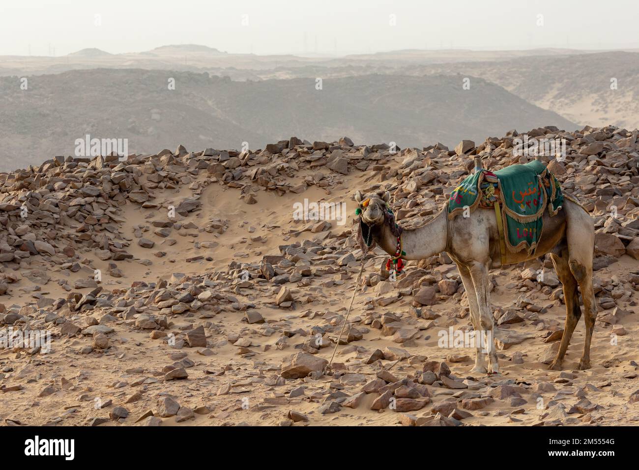 Camels for Tourist in Aswan Desert Landscape. Aswan, Egypt Stock Photo ...