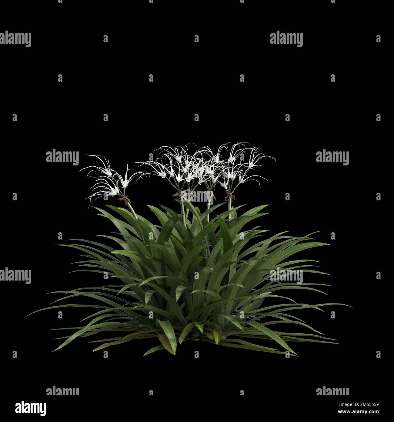 3d illustration of spider lily isolated on black background Stock Photo ...