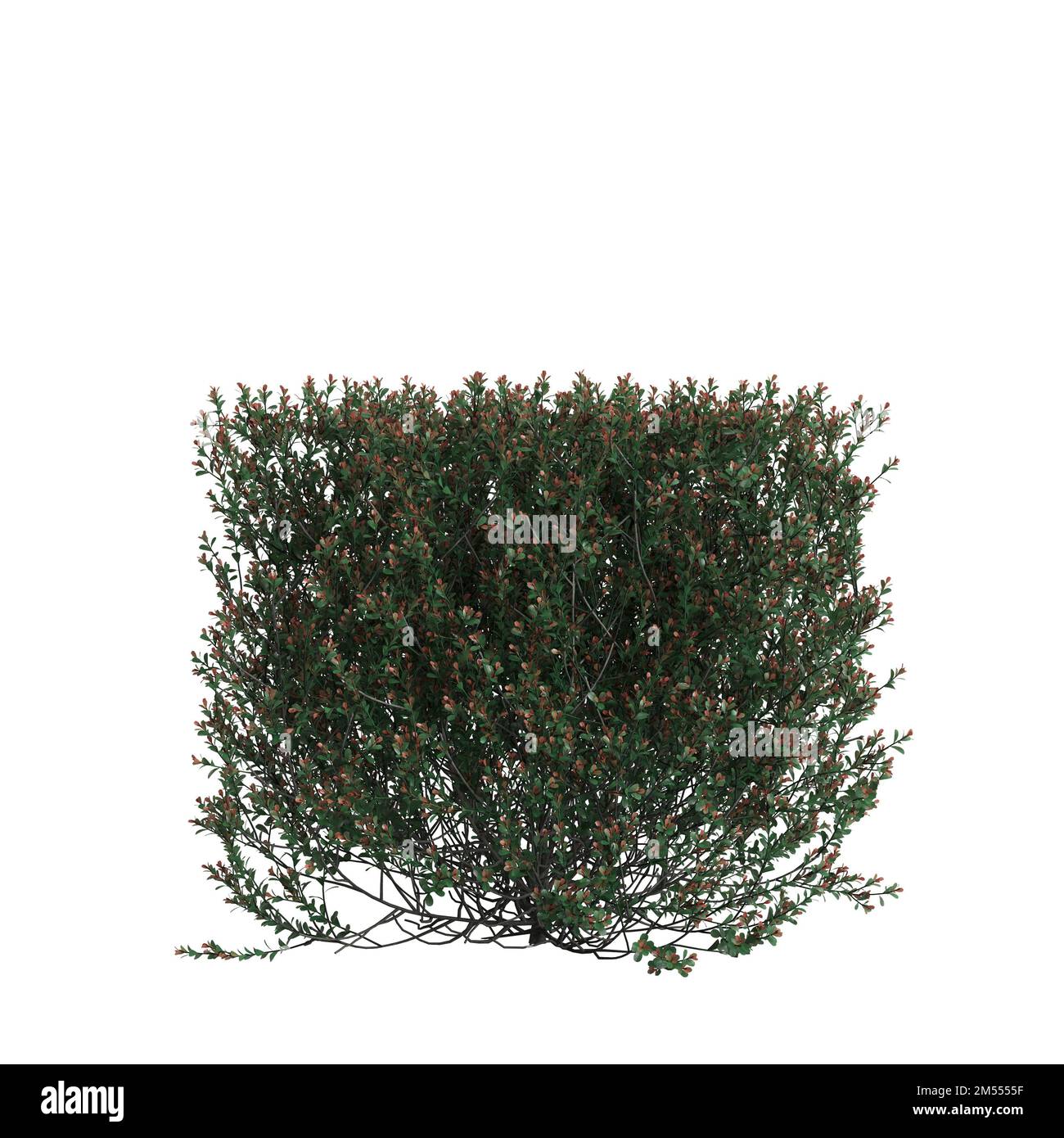 3d illustration of ilex crenata hedge bush isolated on white background ...